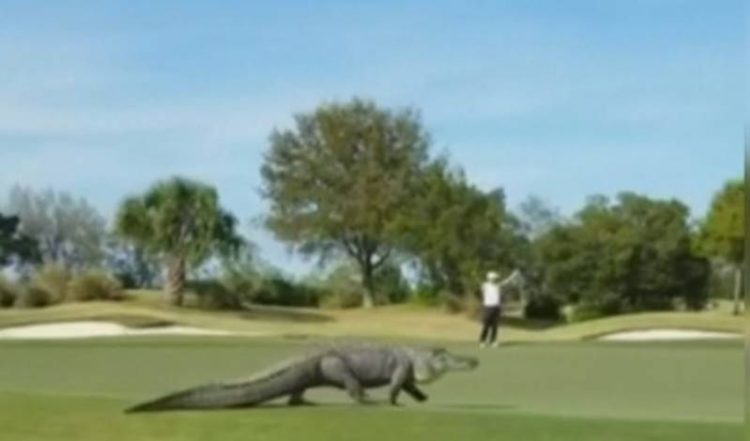 Monster Alligator Strolls Georgia Golf Course - INCPak